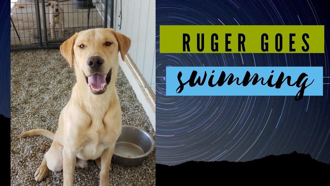 Foster Yellow Lab || Swim day! || Available for Adoption || MiniVlog ...