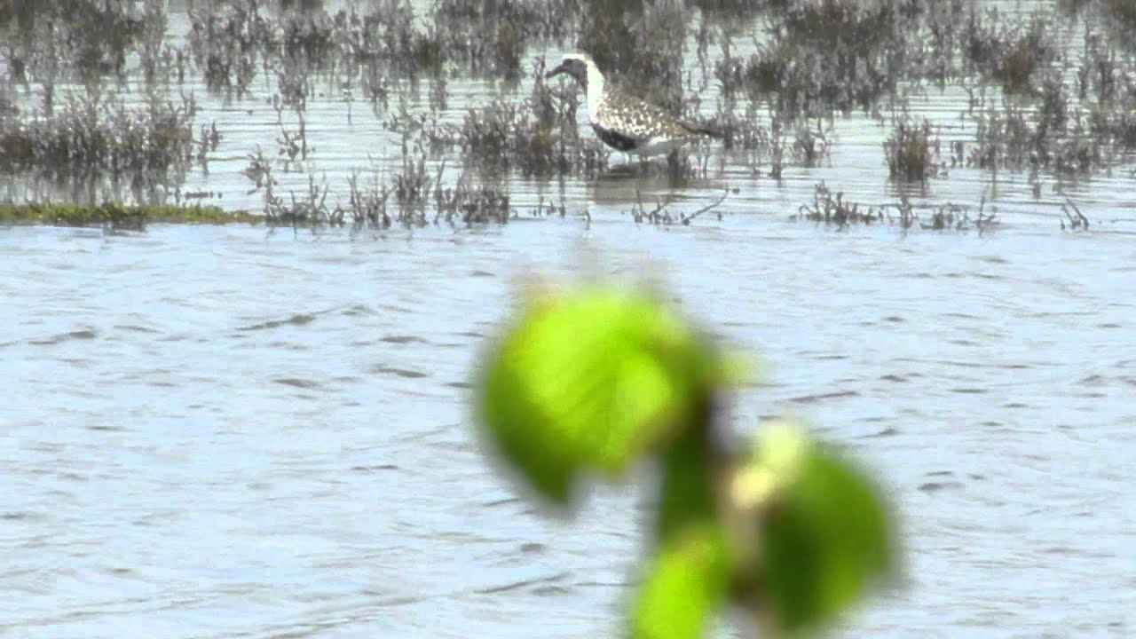 grey plover at Lodmoor RSPB reserve - YouTube