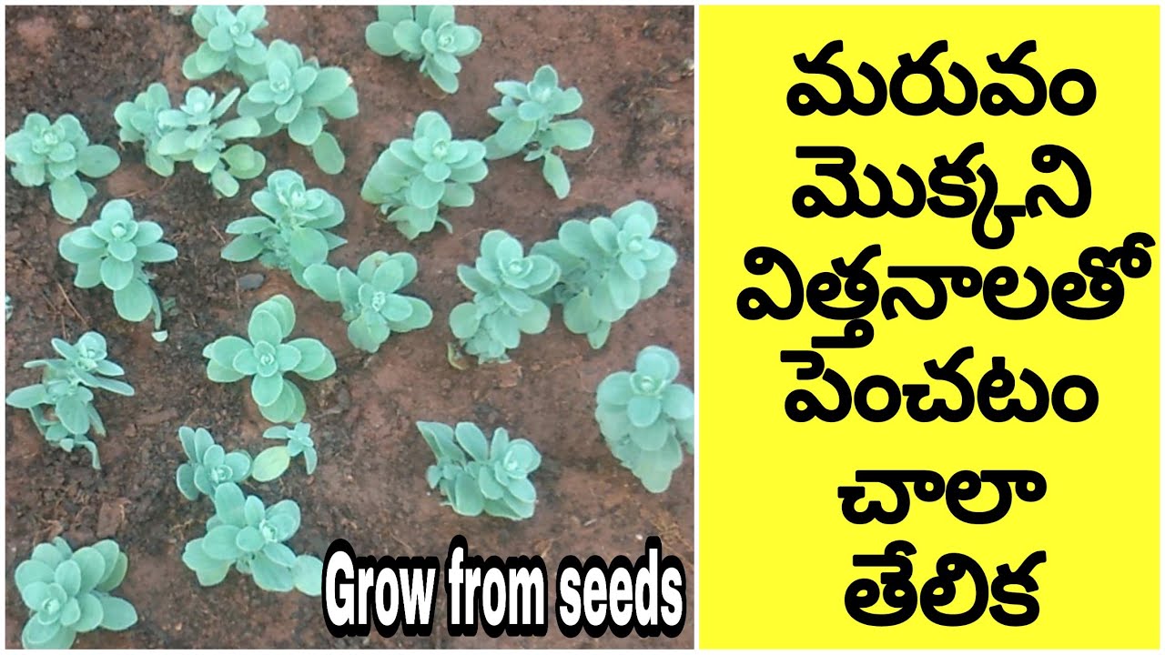 మొదటిసారి విత్తనాలతో పెంచిన మరువం మొక్కలు/How to grow maruvam plant ...