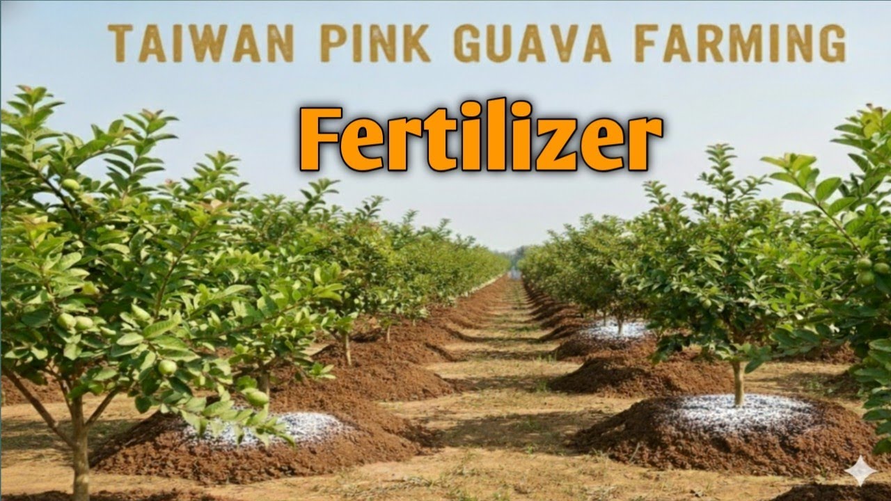 Taiwan Pink Guava Fertilizer|अमरूद में खाद कैसे और कब दे#अमरूद#amrud# ...