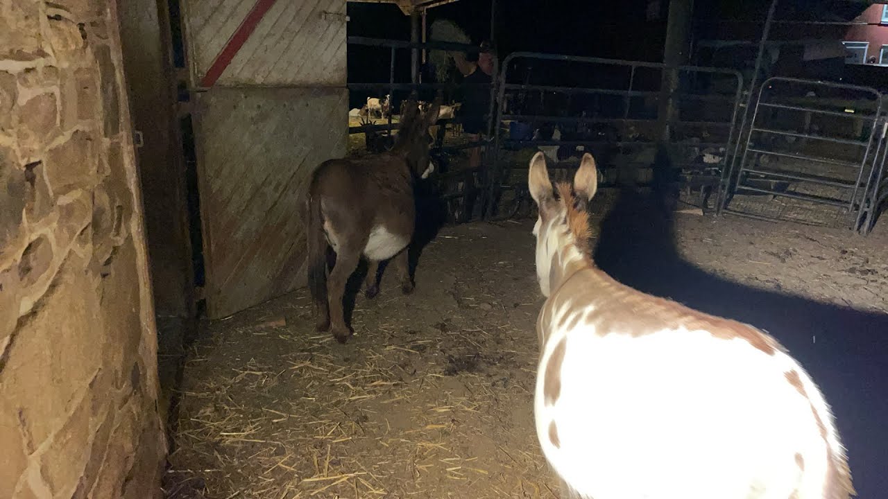 Donkey Angel Watch - Thursday - YouTube