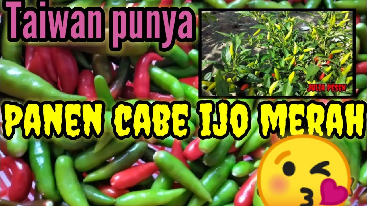 Panen Cabe ijo merah|| Buat pecinta pedes cocok banget pokoknya karena ...