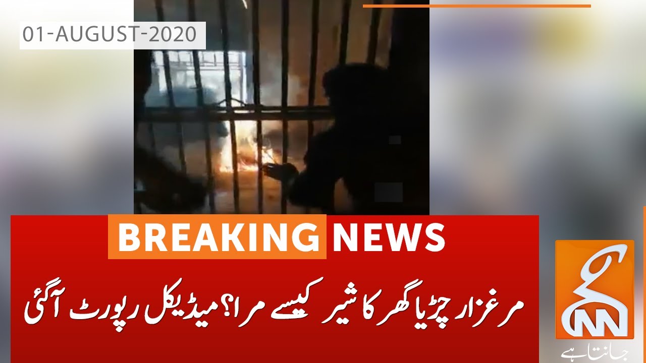 How did the lion of Marghzar Zoo die? Medical report came| GNN | 01 ...