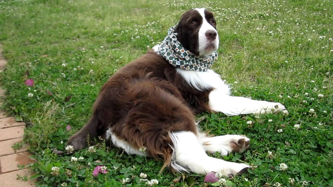 English springer spaniel wagging tail - YouTube