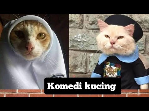 𝗟𝘂𝗰𝘂 𝗯𝗮𝗻𝗴𝗲𝘁! 𝗩𝗶𝗱𝗲𝗼 𝗱𝘂𝗯𝗯𝗶𝗻𝗴 𝗸𝘂𝗰𝗶𝗻𝗴 𝗹𝘂𝗰𝘂 𝗯𝗶𝗸𝗶𝗻 𝗸𝗲𝘁𝗮𝘄𝗮 𝗽𝗮𝗿𝘁 𝟮 - YouTube