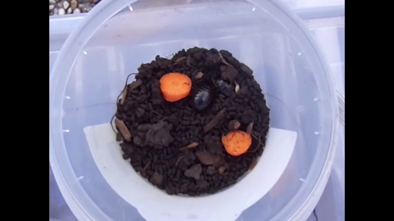 Rhino roach (Macropanesthia rhinoceros) care and cage set up - YouTube