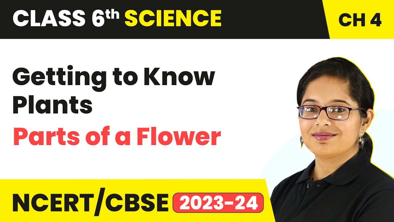 Parts of a Flower - Getting to Know Plants | Class 6 Science Chapter 4 ...