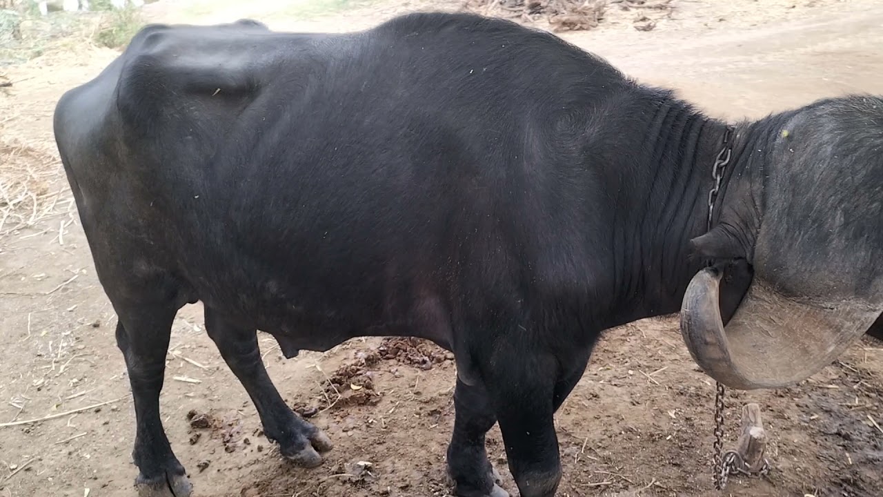 buffalo Gujarat India - YouTube