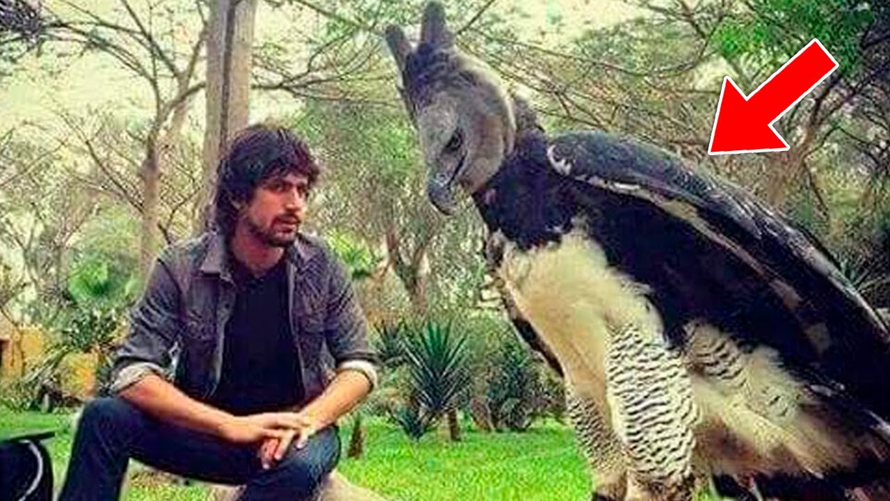 These Are The Top 10 Deadliest Eagles In The World - YouTube