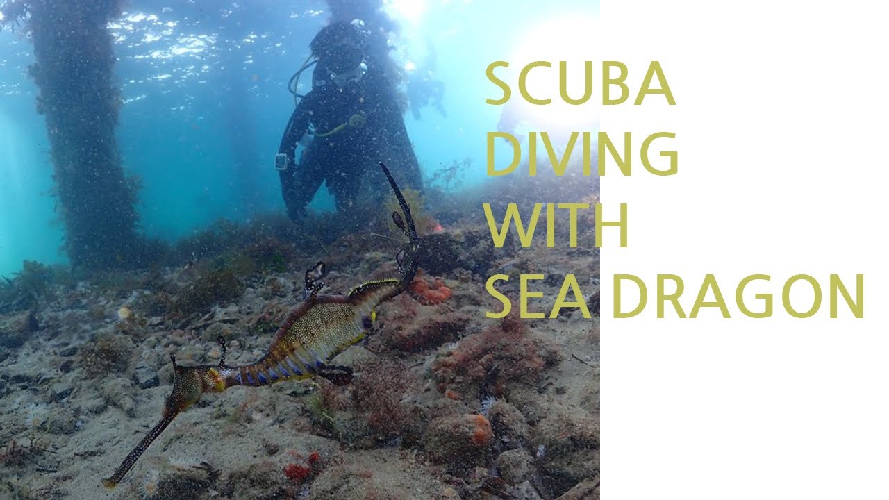 SCUBA Diving with Sea Dragon in Melbourne - YouTube