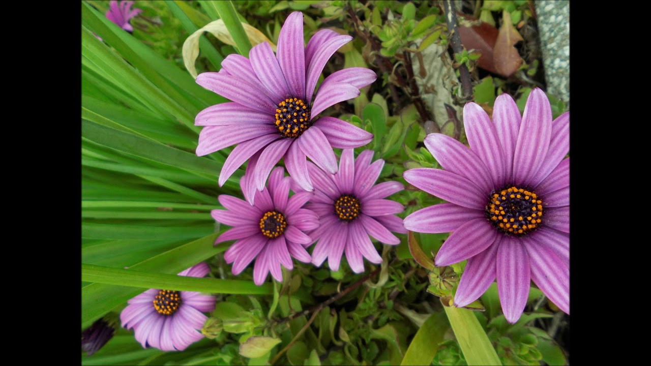 12 Christmas Carols - " TRYSTE NOEL " - Transcripted by TeaGreenVn ...