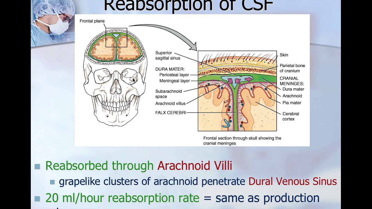 The Brain Notes - YouTube