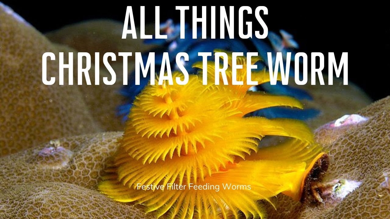 All Things Christmas Tree Worms - The Most Festive Worms Out There ...