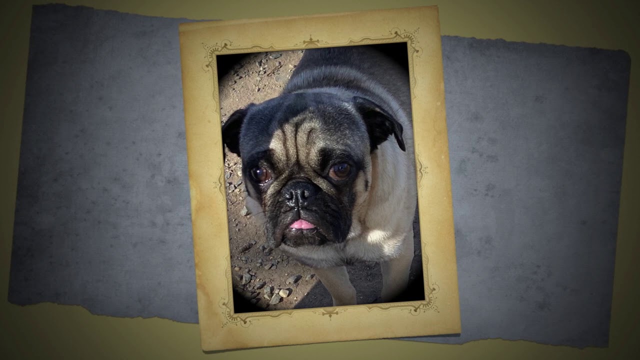 Pug Play Date Feb, 16th 2020 HD 720p - YouTube