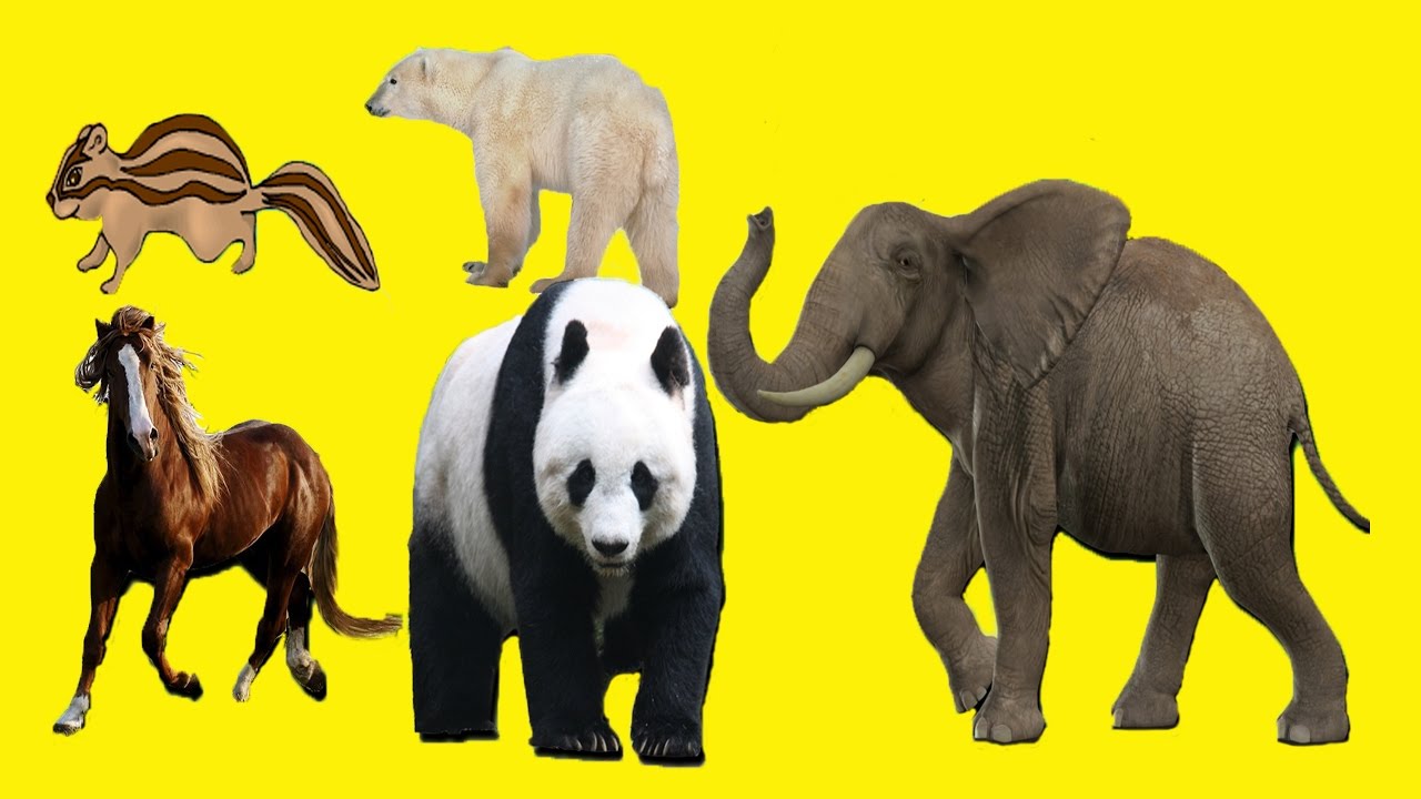 Sonidos de animales de la selva para niños - YouTube