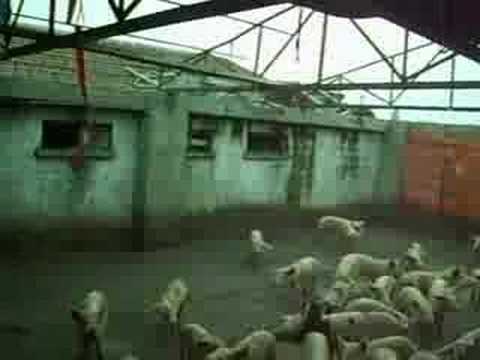 Porcine Farm(Domuz Çiftliği Kırklareli)