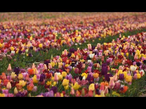 Konya'da, her yıl ziyaretçi akını olan lale tarlasında 'koronavirüs' sessizliği