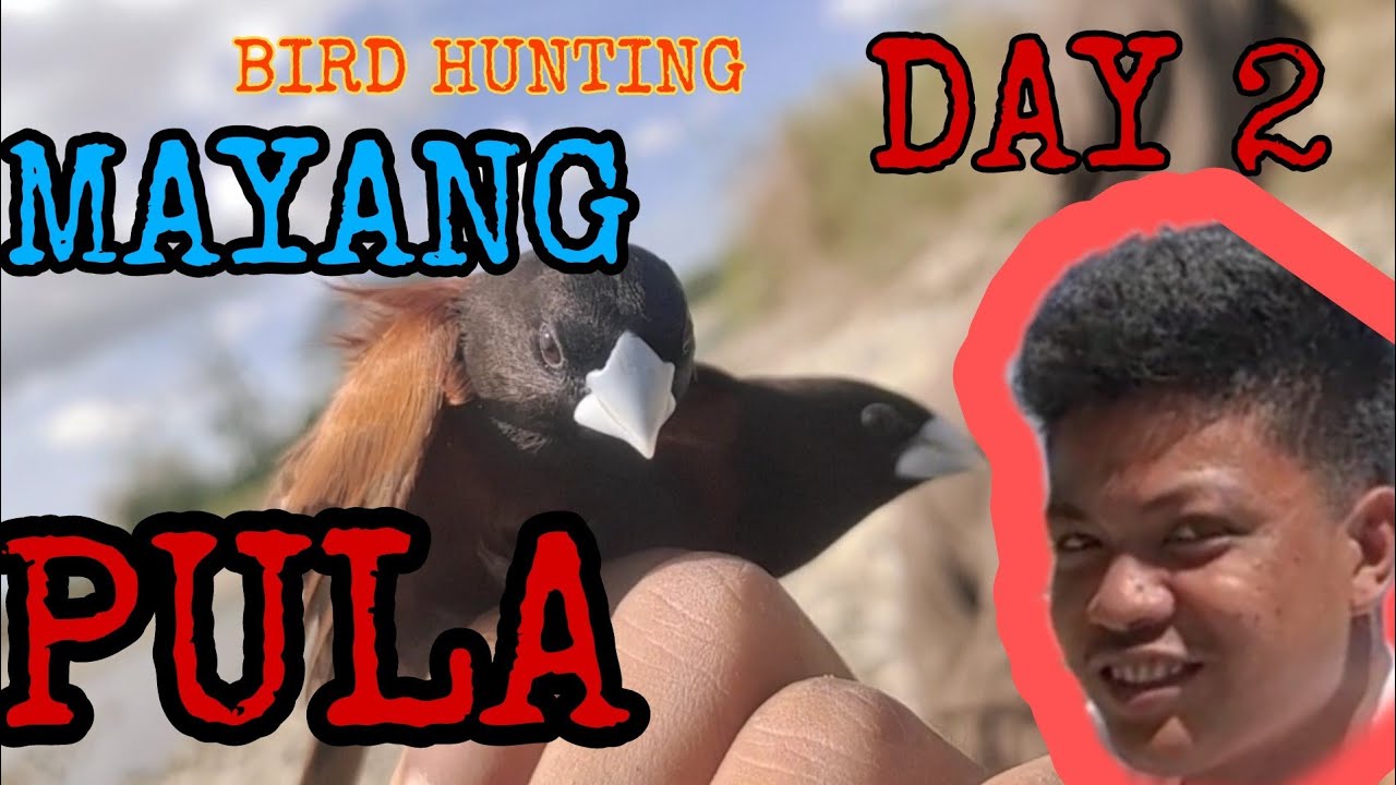 BIRD HUNTING | MAYANG PULA | DAY 2 - YouTube