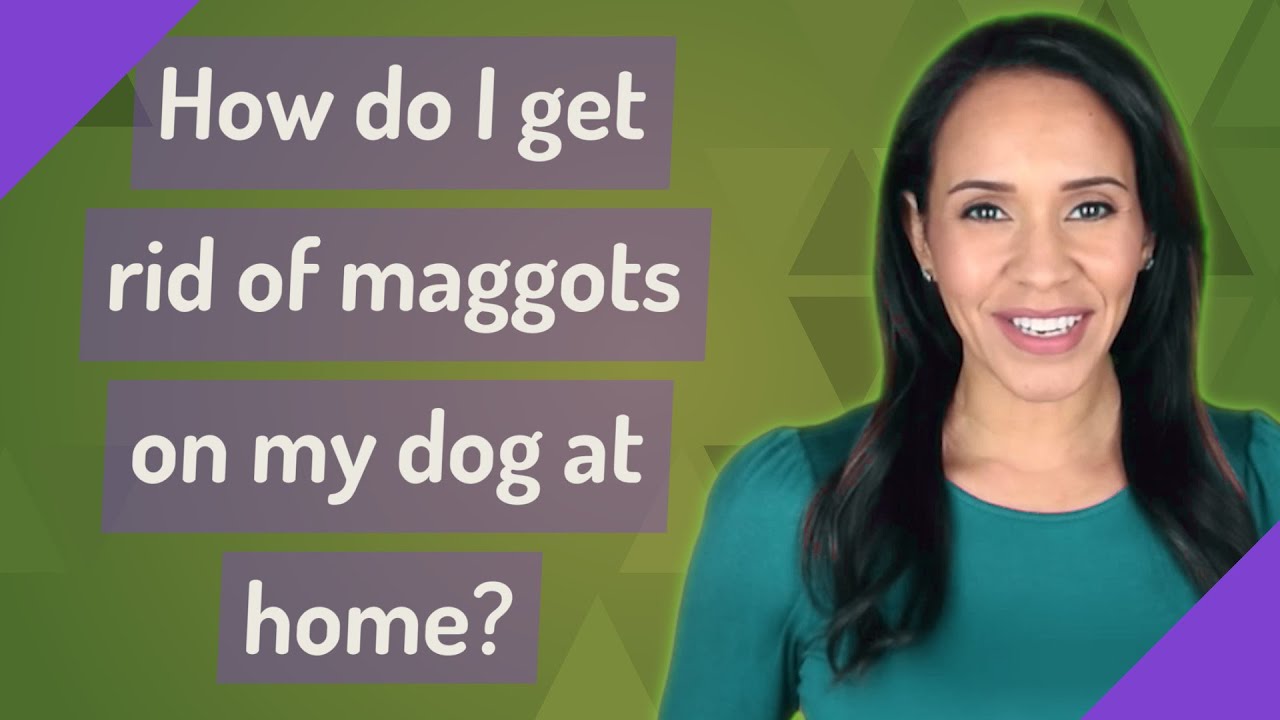 How do I get rid of maggots on my dog at home? - YouTube
