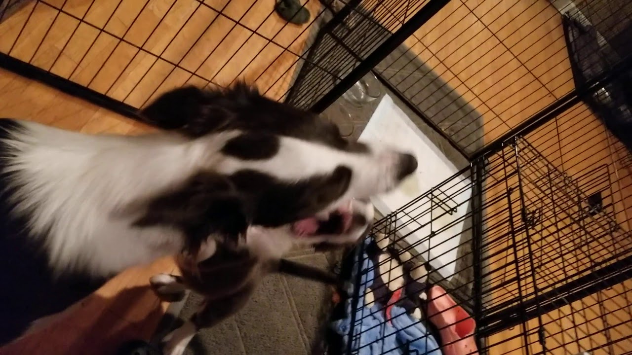 Demon puppy attacks border collie - YouTube