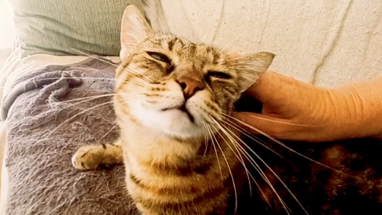 Meow Pet Me Please. #Emma - YouTube