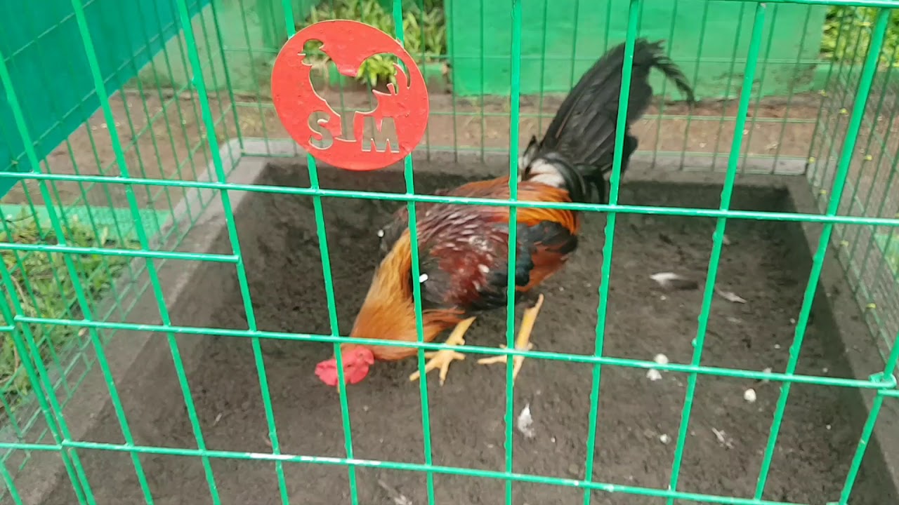 RAI GAMEFARM koleksi ayam ku - YouTube
