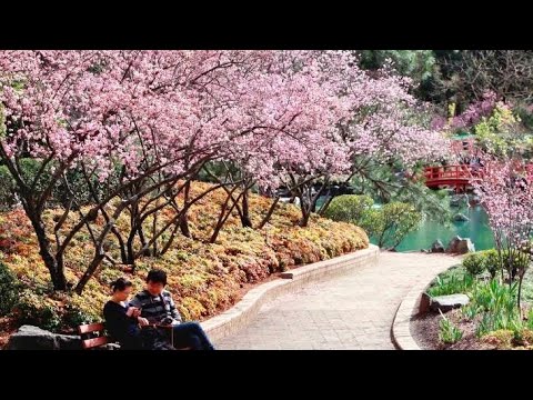 Cherry Blossom festival in Sydney || Auburn botanic gardens - YouTube