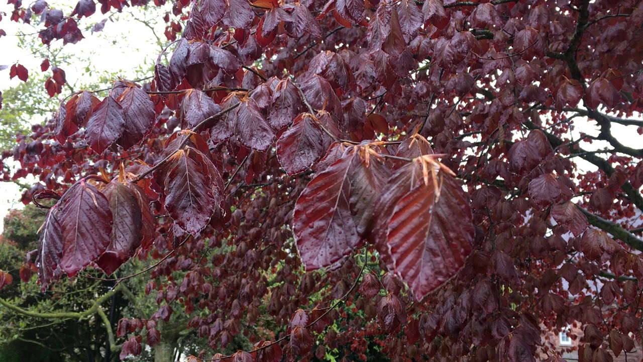 Copper Beech (Fagus sylvatica f. purpurea) - leaves - April 2018 - YouTube