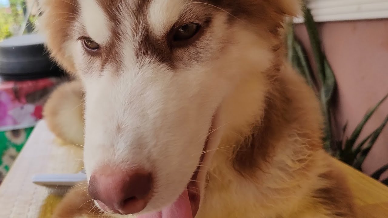 How to bath my Siberian Husky Dog ♥️ - YouTube