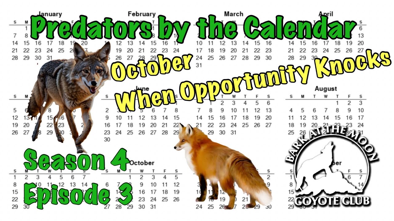 Predators by the Calendar EP 3 - YouTube