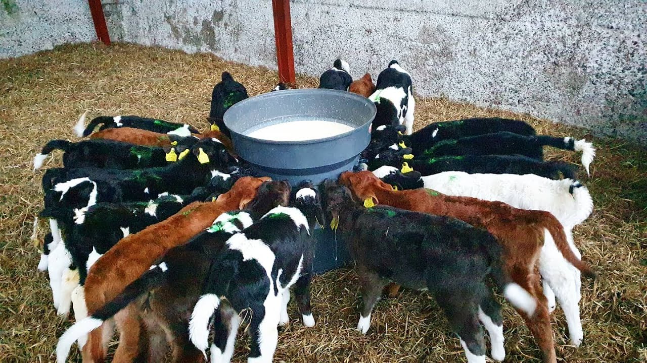 Day in the Life / February / 430 spring calving dairy herd - YouTube