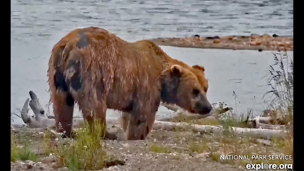 14 Jul 2025: 602 displays his cha-cha for some bear at the spit ...