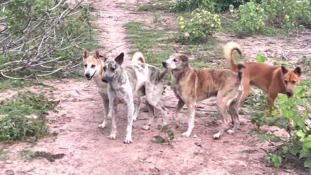 My Dog Want To Fight With Other Dog YouTube my-dog-want-to-fight-with-other-dog-youtube