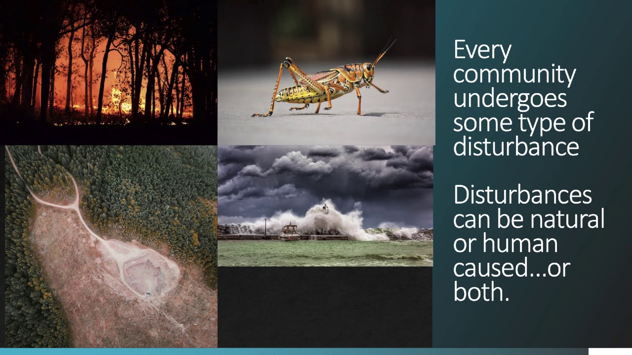 Disturbance - YouTube