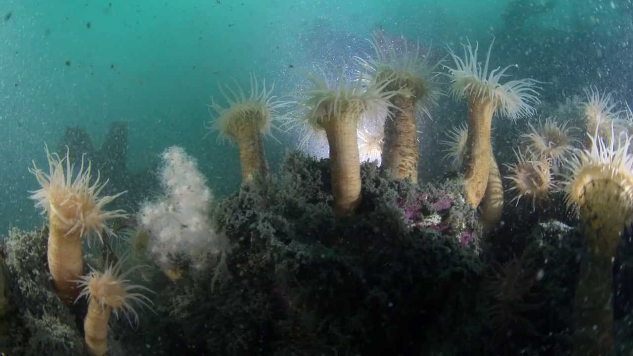 National Geographic Pristine Seas Expeditions | Franz Josef Land - YouTube
