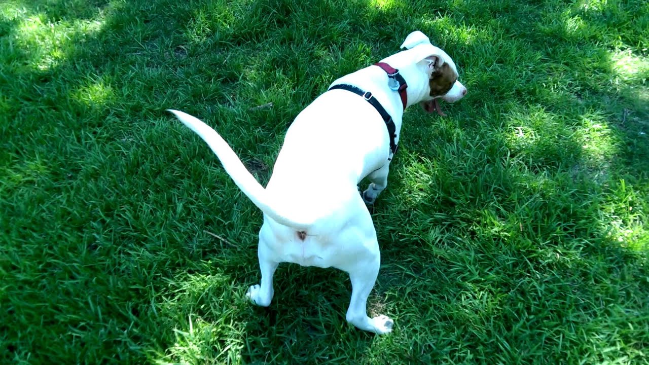 Pitbull farts!!! - YouTube