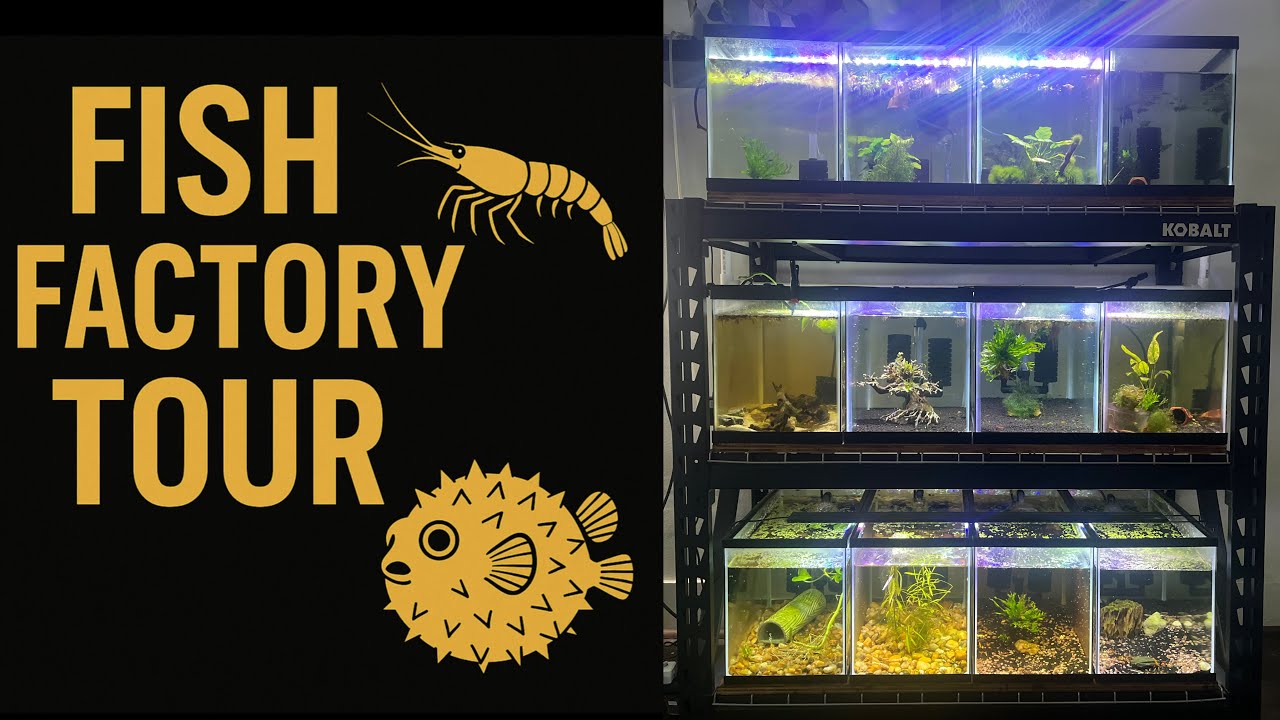 Fish Factory Tour! You literally have to see it - YouTube