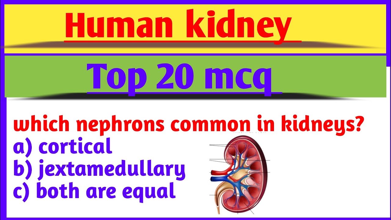 Top 20 mcqs on human kidney | human kidney mcqs questions and answers ...