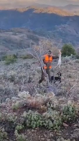 Κυνηγι λαγου στην Κυπρο.Hunting Hare in Cyprus.Caccia alla lepre - YouTube