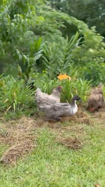 Unlikely Friends? Ducks & Chickens Foraging Together! #chickens # ...