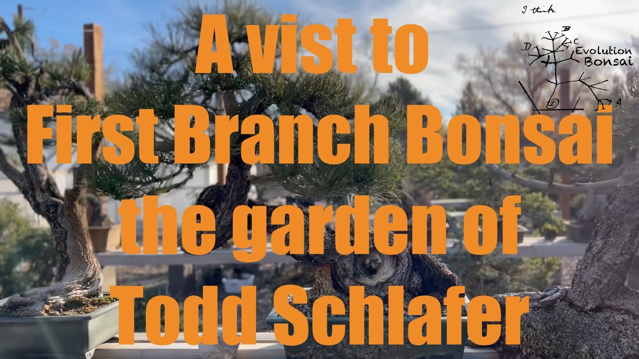 A visit to First Branch Bonsai, the garden of Todd Schlafer - YouTube