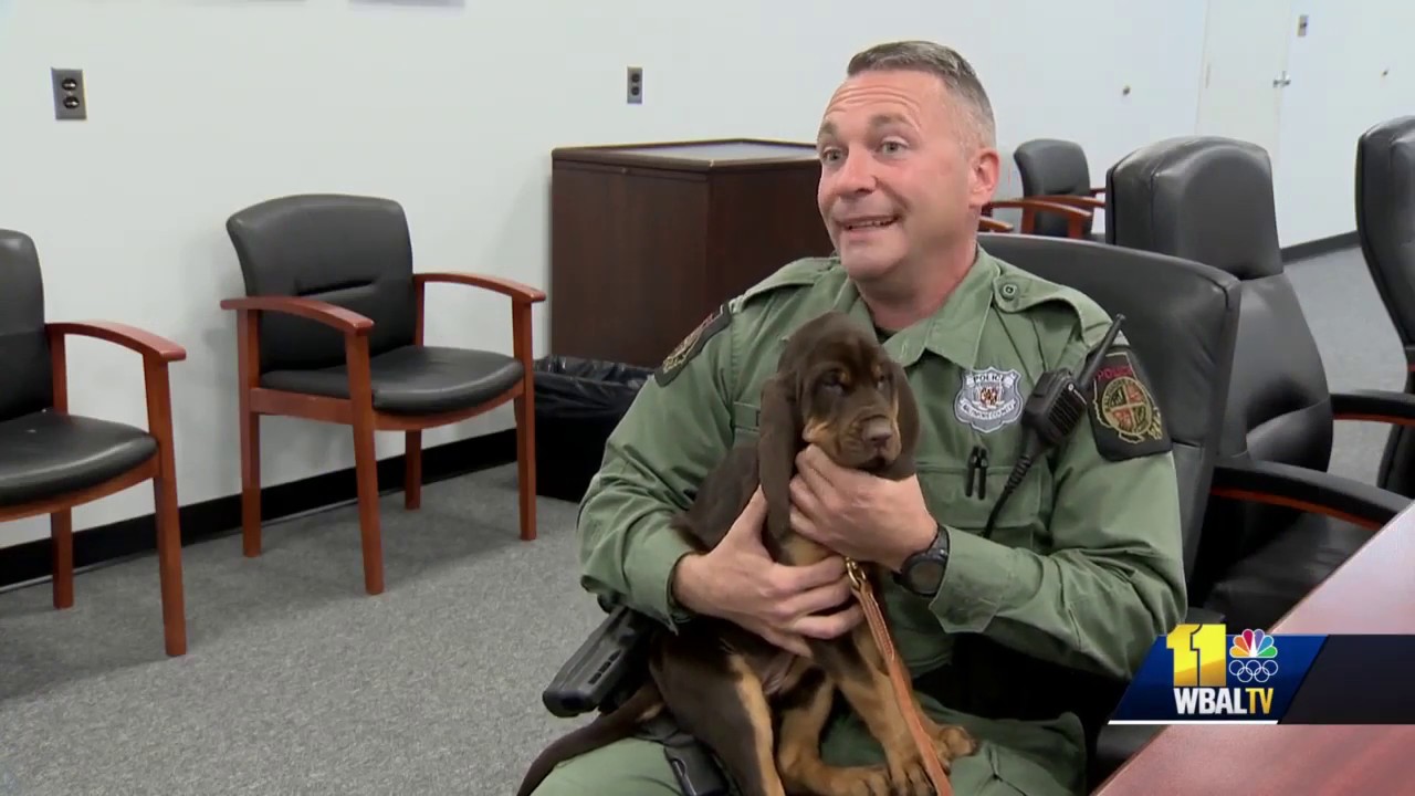 Baltimore County police welcome K 9 officer with special talents - YouTube