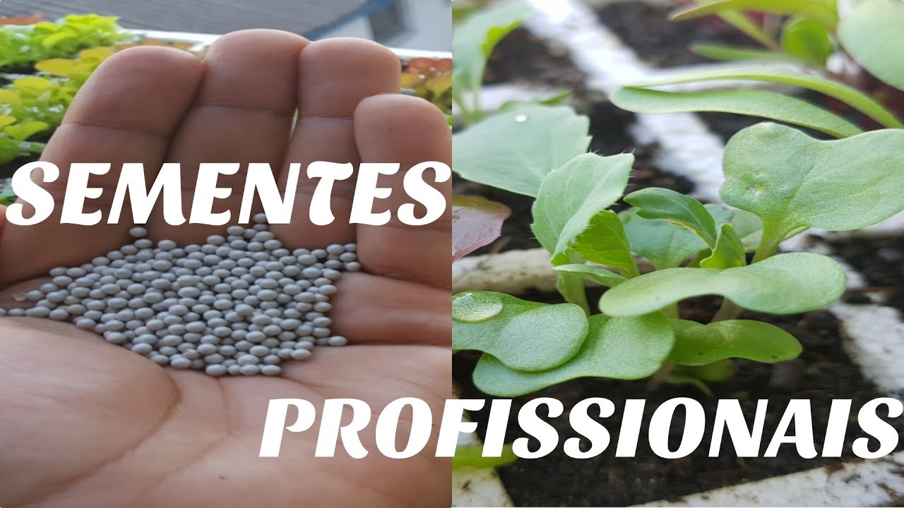 AS MELHOR SEMENTE PARA PLANTIO... - YouTube