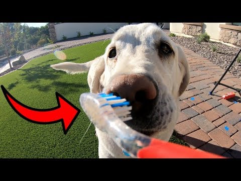 LABRADORS GET THEIR TEETH BRUSHED! - YouTube