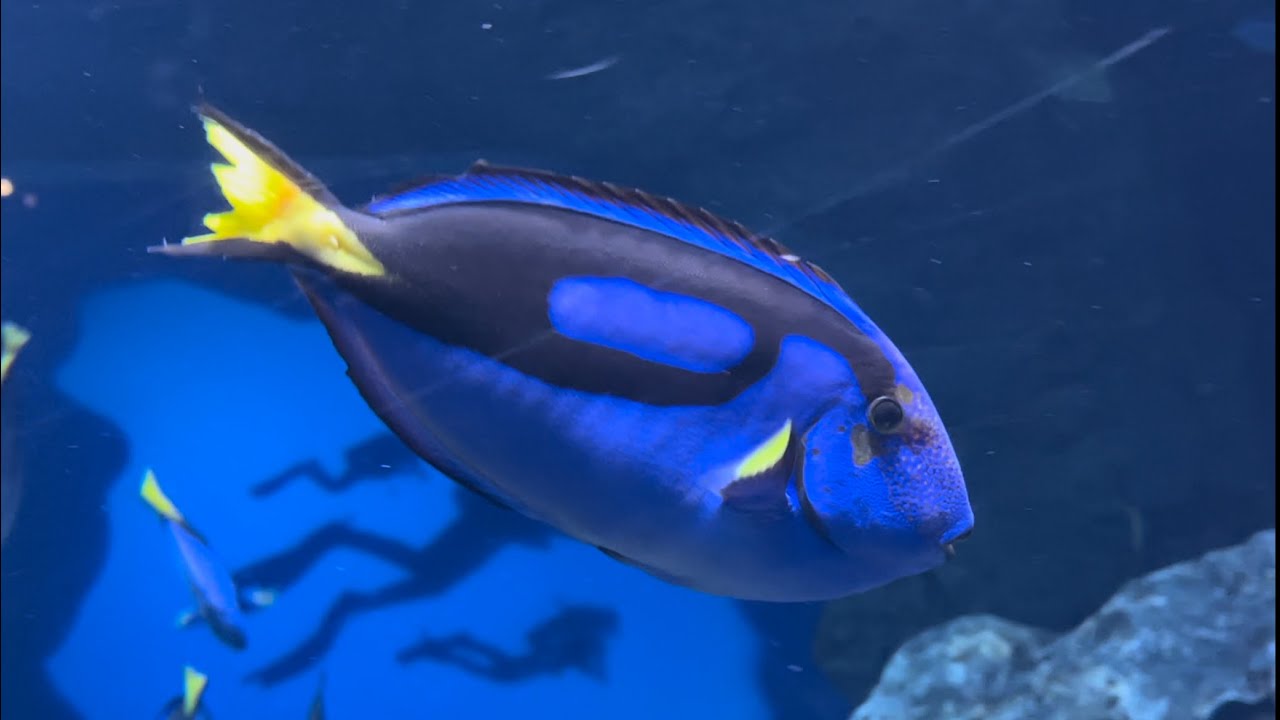 Regal Blue Tangs - YouTube