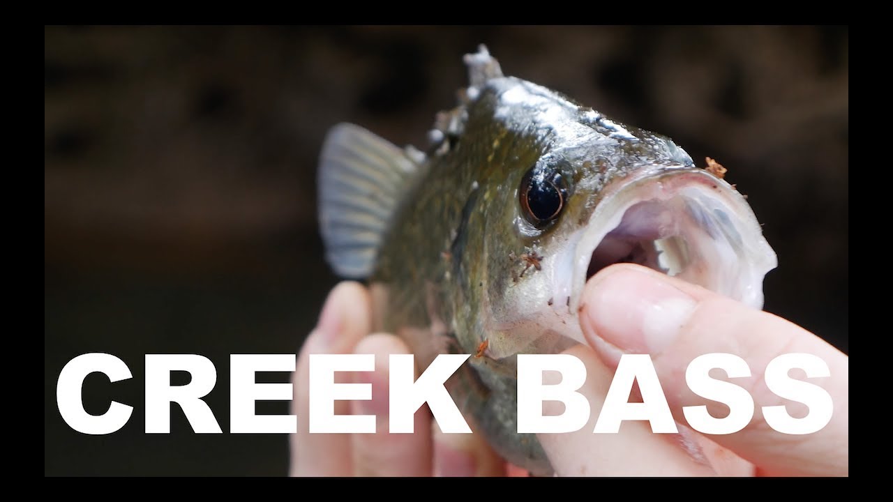 CLEAR WATER BASS FISHING ON TOPWATER CICADAS 4K - YouTube