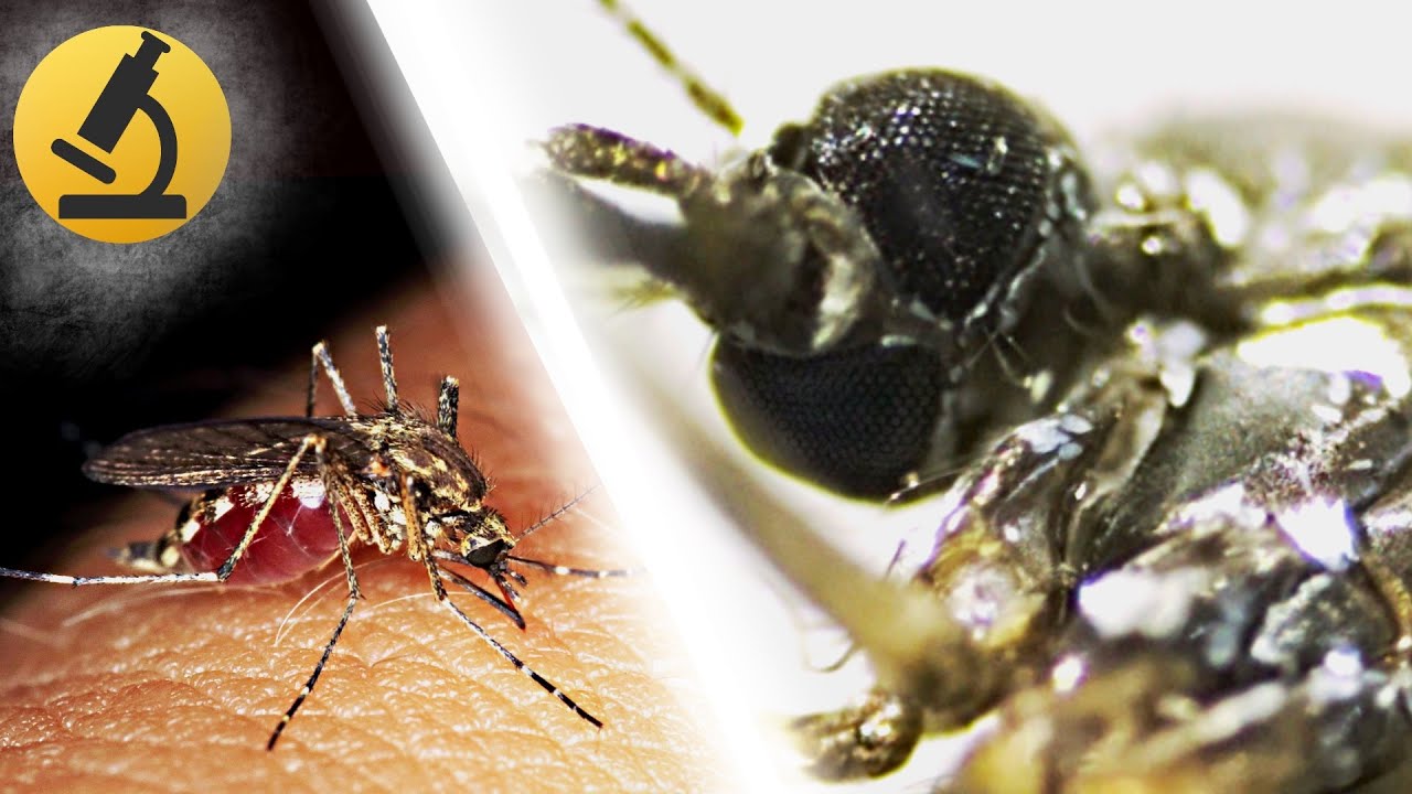 Mosquito Under the Microscope - YouTube