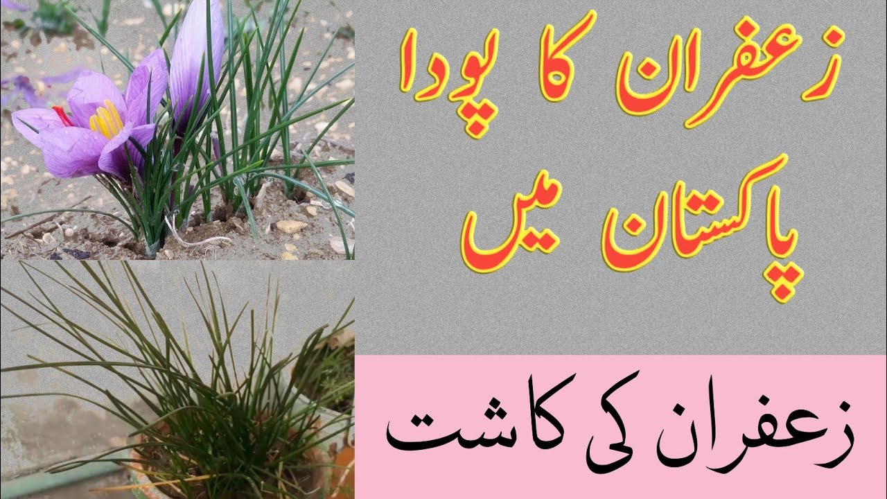 how to grow saffron plant at home | zafran ka beej | zafran ka poda ...