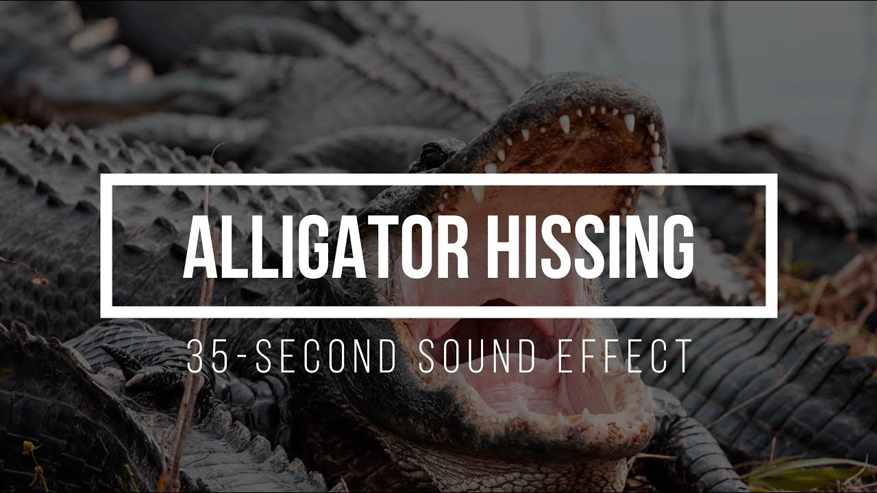 Alligator Hissing Sound Effects 🐊 Gator Hissing Sounds - YouTube