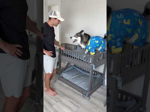 My dog was not happy I broke his bunk bed… #dogsofyoutube #dog #dogs #husky #funny
